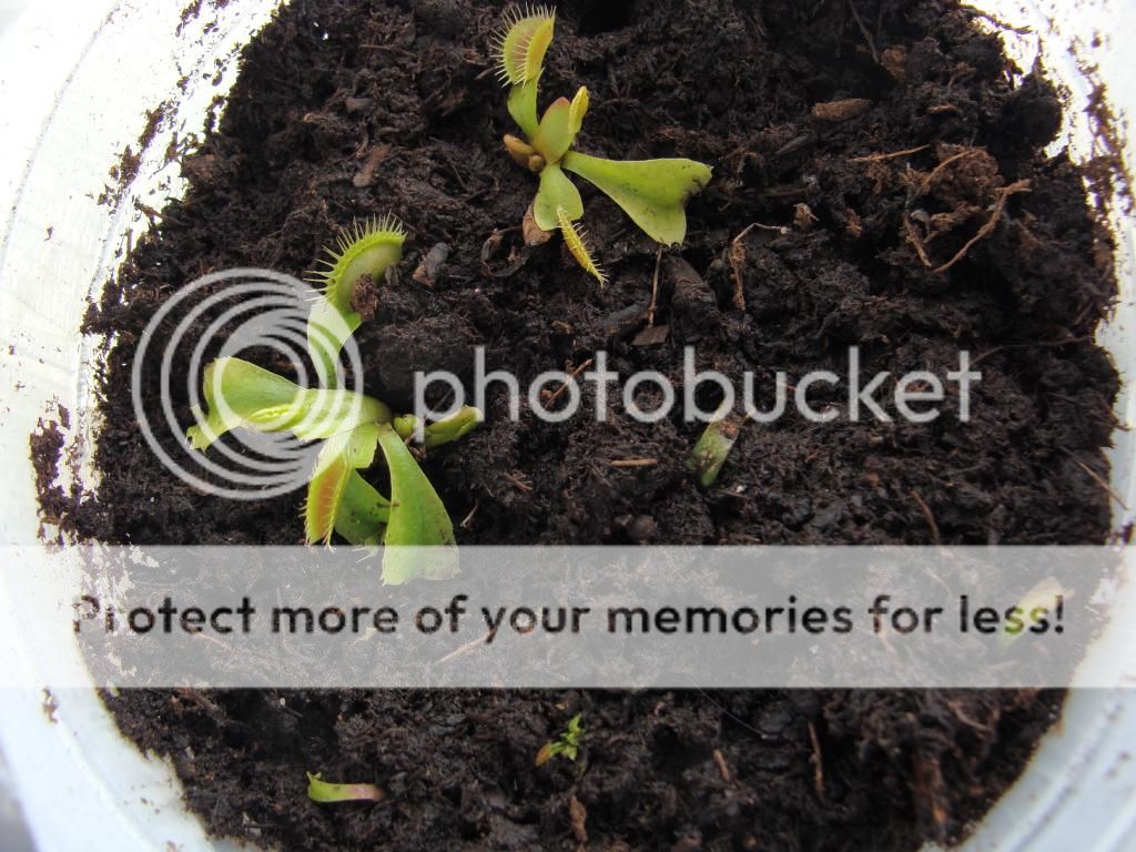 Traps dying after a couple weeks of digesting food - FlyTrapCare Forums